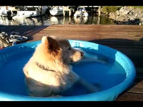 Dog falling asleep in kiddie pool and hits nose in water. LOL - YouTube