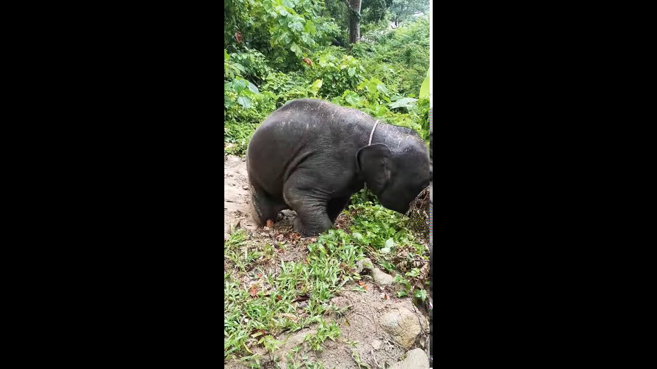 Baby elephant playing in mud-Kalim Care, Thailand, Phuket - YouTube