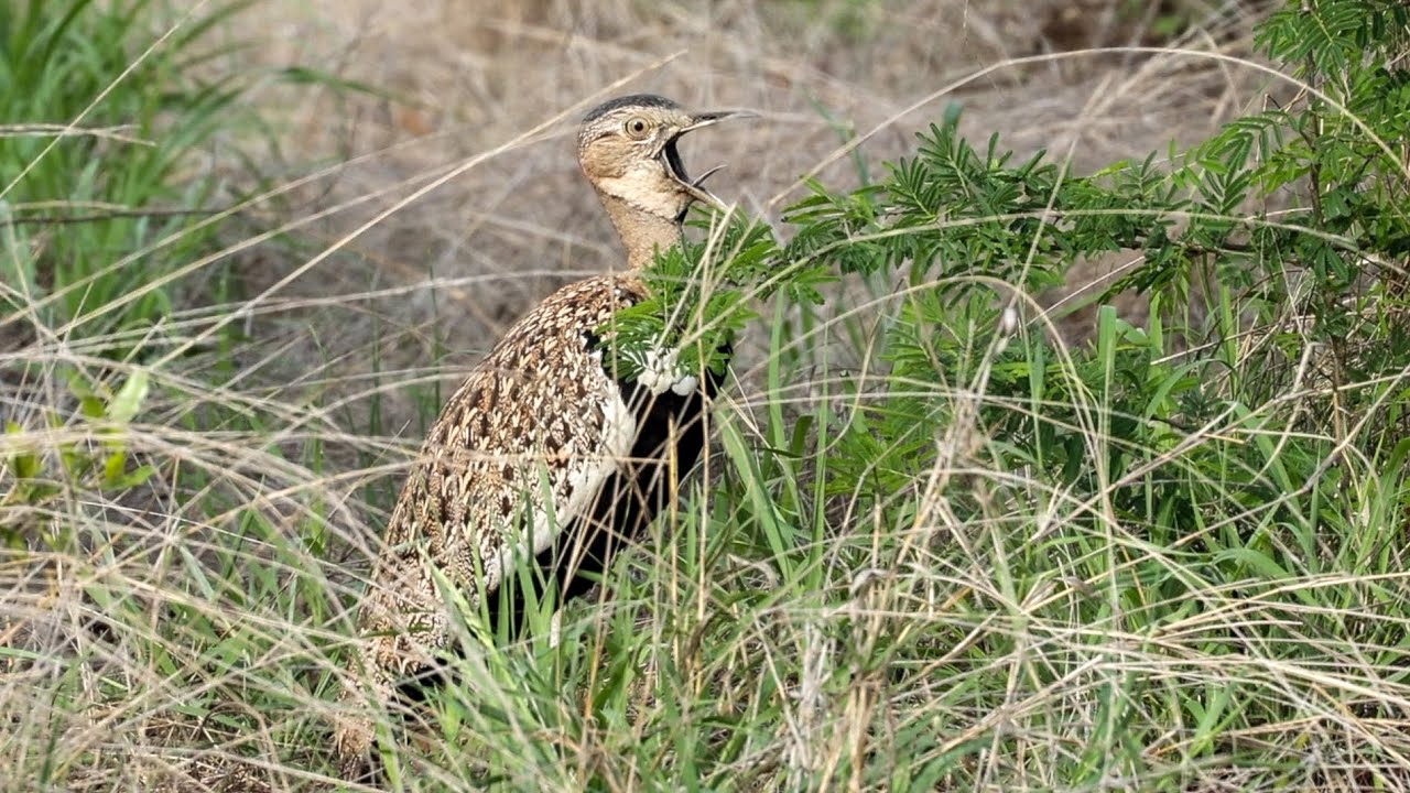 Call of the Red-Crested Korhaan Bird - YouTube