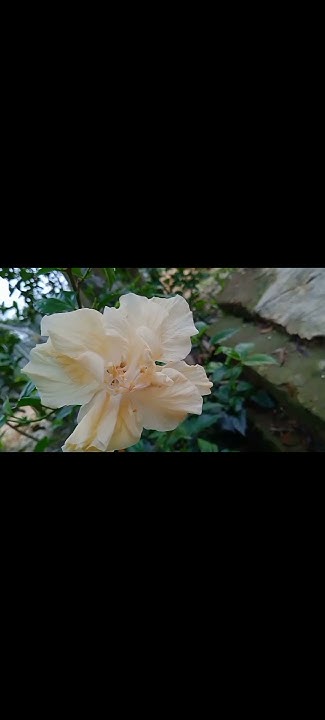 java flower lll 🌼🥰 - YouTube