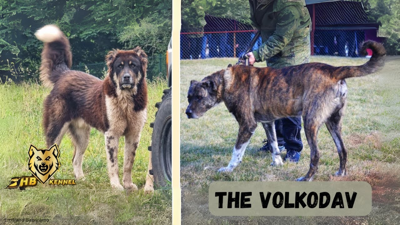 Volkodav Dog AKA "Wolf Crusher" - YouTube