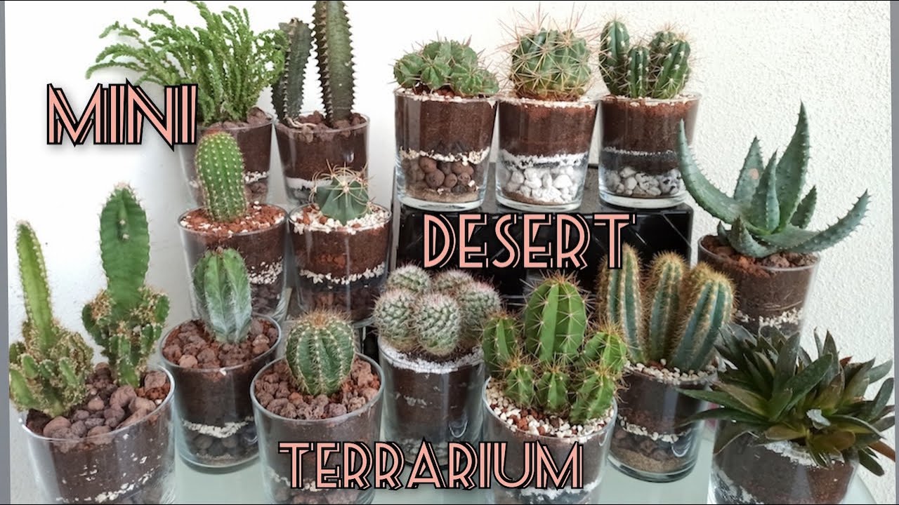 Mini Desert Terrarium Collection - YouTube