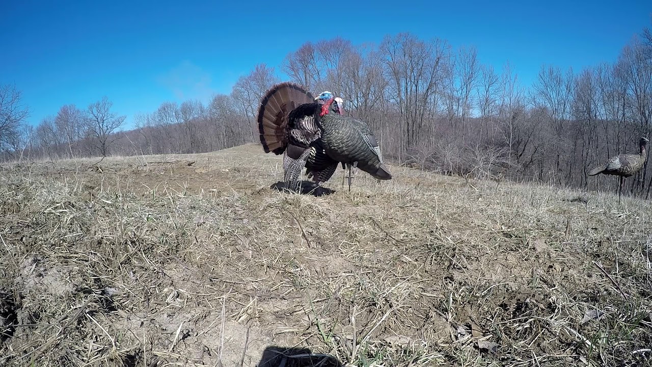 Turkey Hunting Wisconsin "Second Season" - YouTube