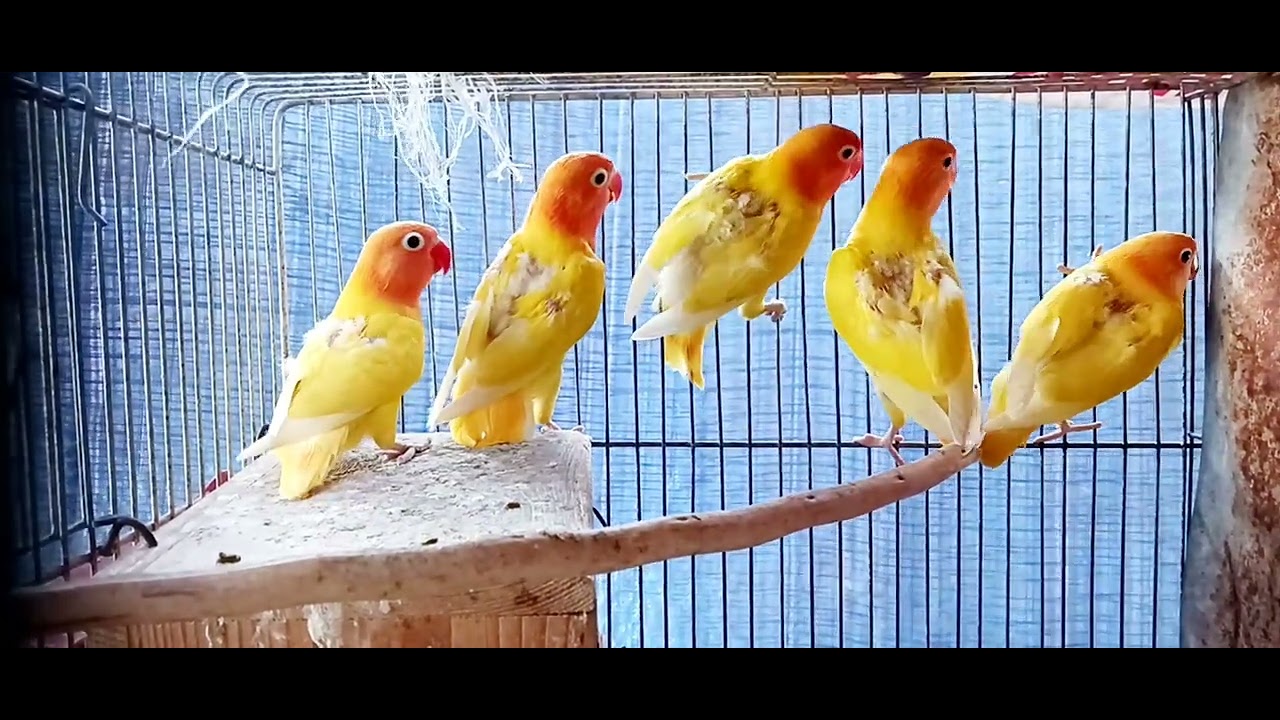 albs2 bulls yello HARVESTING - YouTube