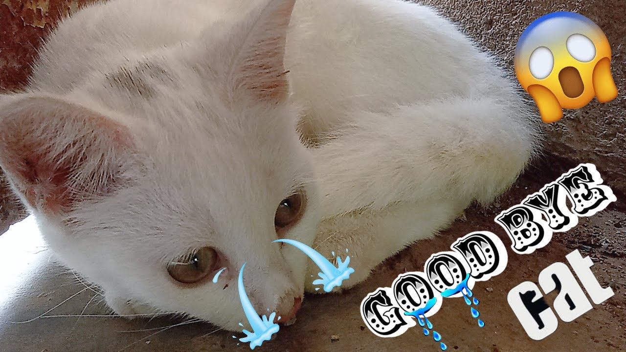 Good Bye My 6 Month Old Cat Last Time Cat Don't Say Meow 😭 Good Bye Cat ...