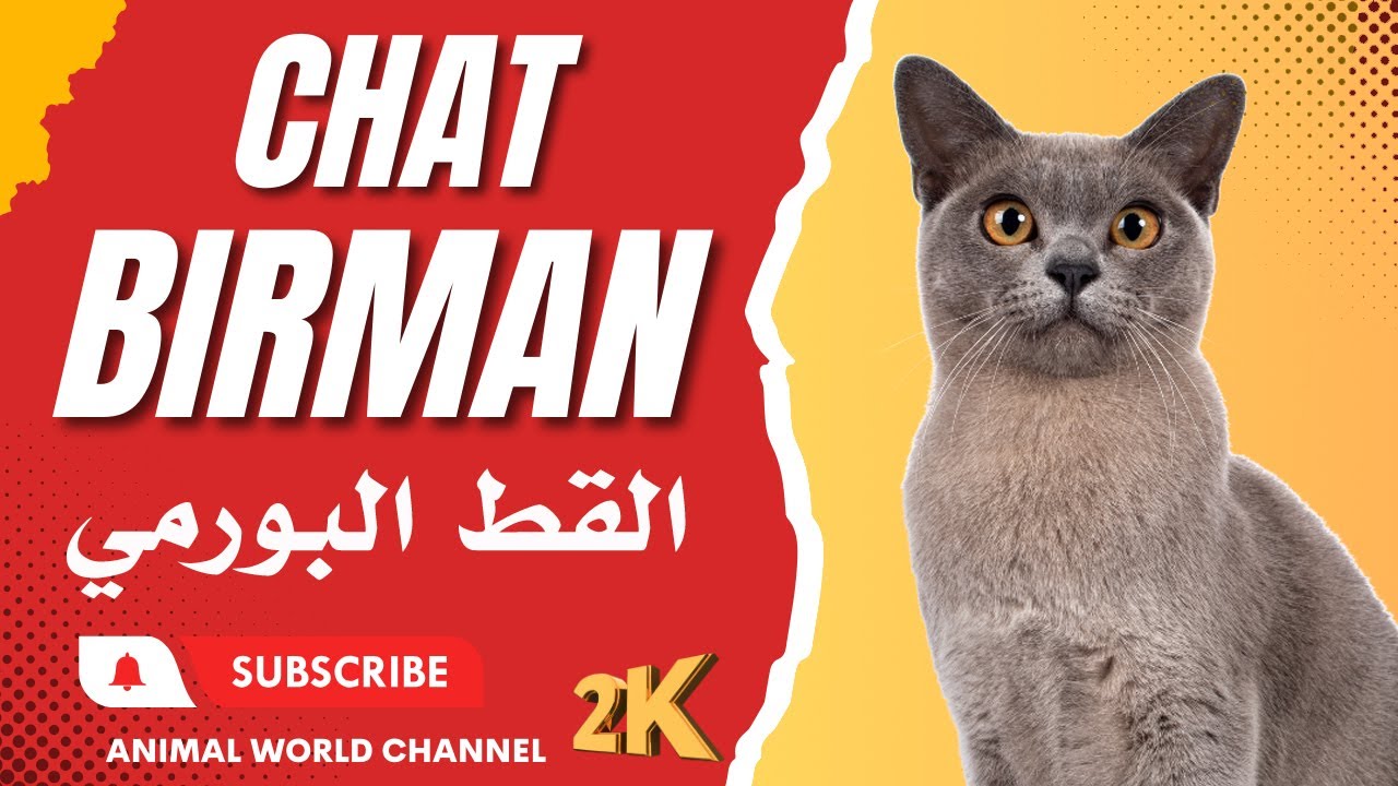 Le Sacré de Birmanie ou chat Birman : affectueux et facile à vivre ...