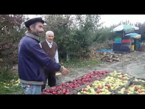 Alma bazari zizik 2018