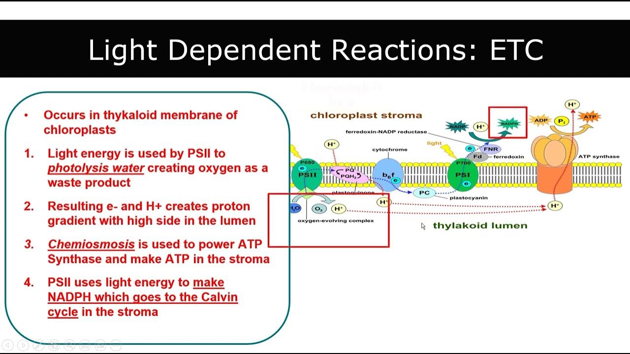 IB Bio Topic 8.3 Photosynthesis Part 1 - YouTube