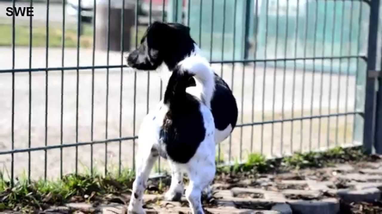 Tierheim Erfurt Hund Benny - YouTube