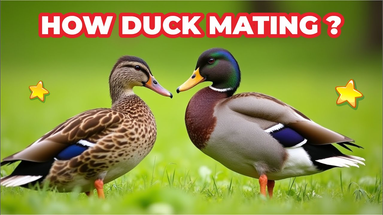 HOW DUCK MATING - YouTube