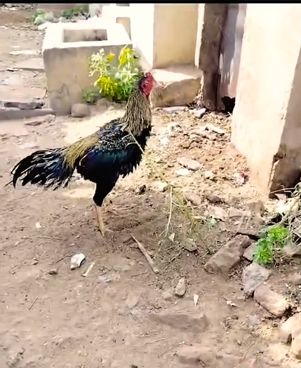 Kadar java - YouTube