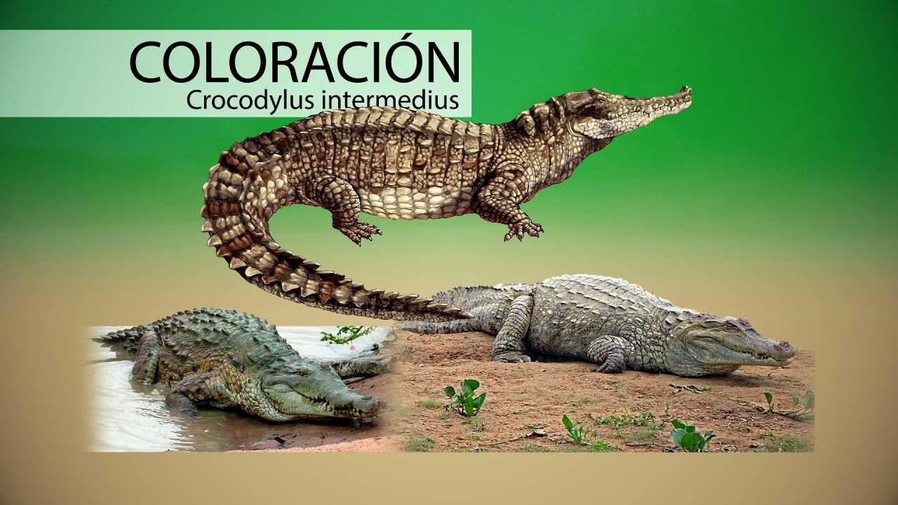 Infografía animada del caiman del Orinoco. - YouTube