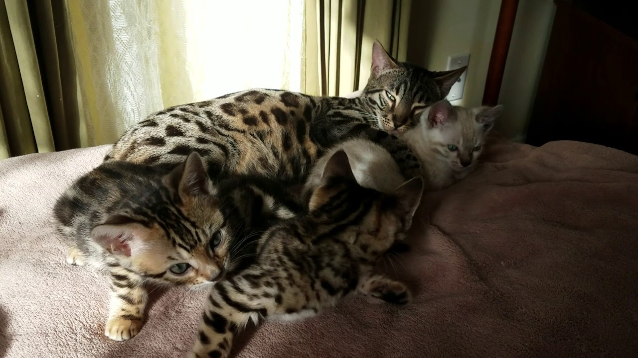 Leo F3 Bengal with kittens - YouTube