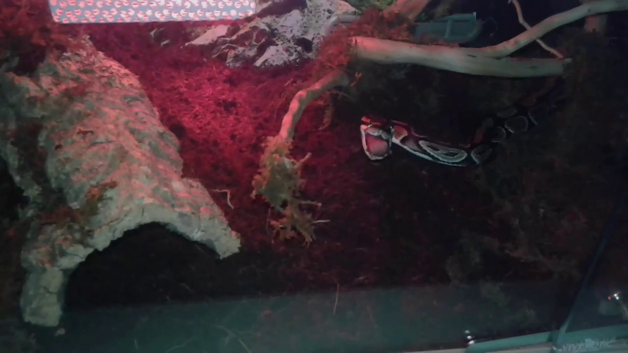 Feeding Ball Python Youtube 6033