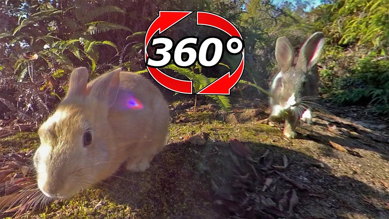 VR 360° | Rabbit: "Breakfast time!" - YouTube