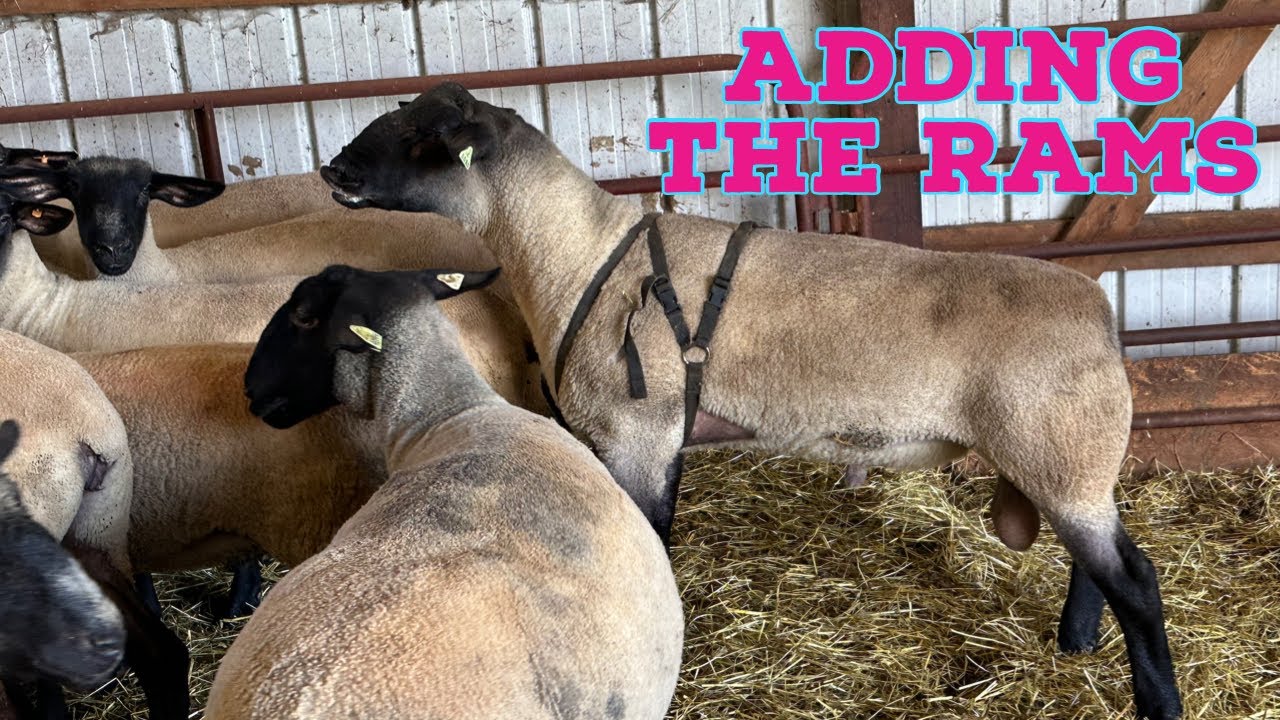 Using Two Rams In Our Sheep Flock - YouTube