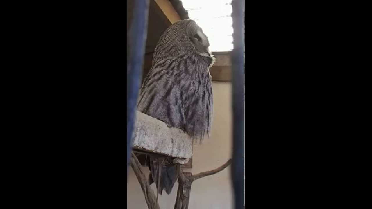 A talking owl - YouTube