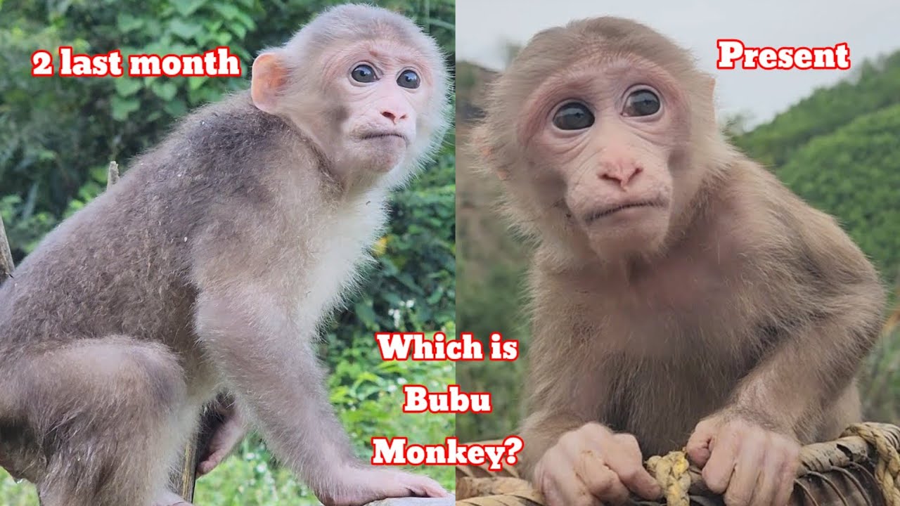 Is this monkey Bubu? Let's look back 2 months ago and now. - YouTube