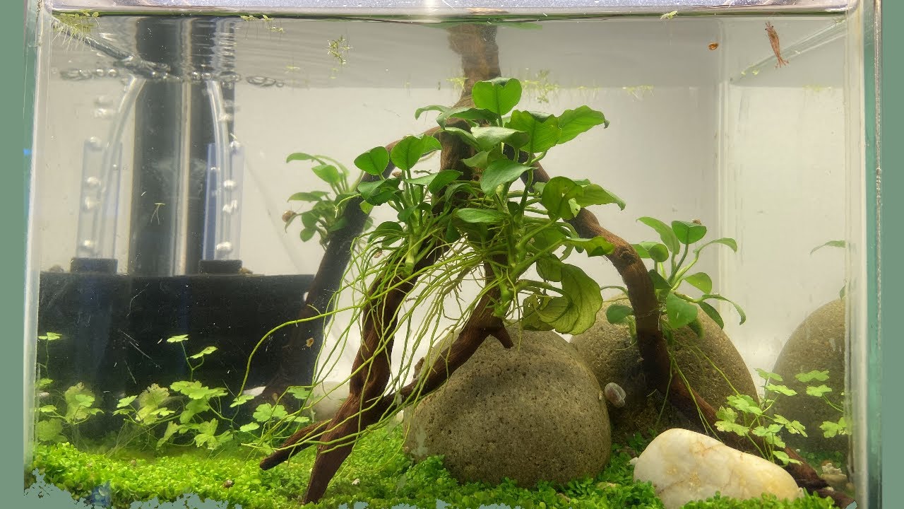 Two gallon low tech planted tank - Progression over 2 years - YouTube