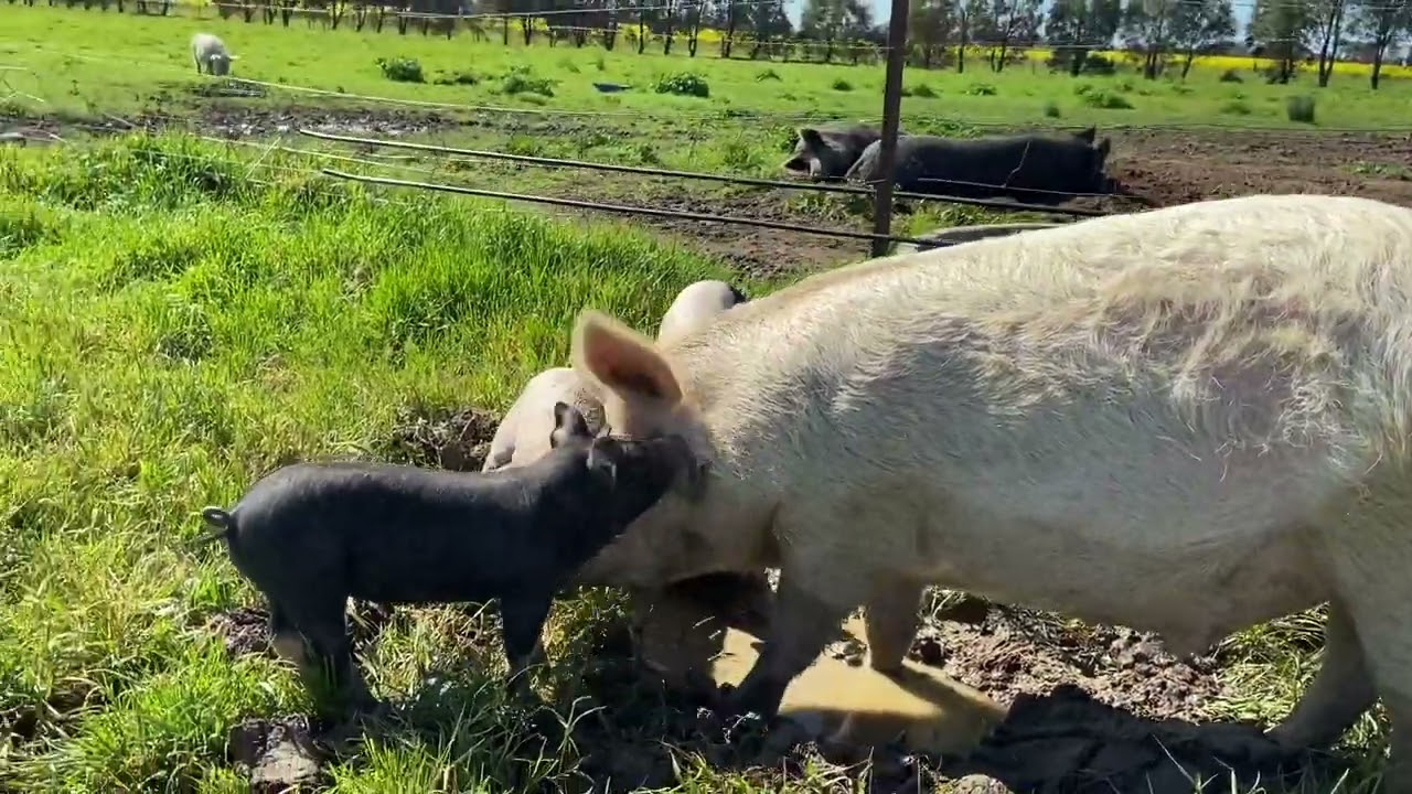 Piglets run free and they meet daddy! - YouTube