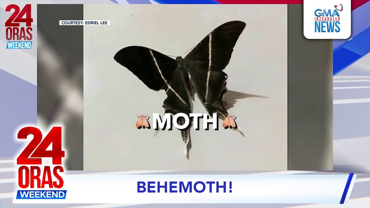 Tropical swallowtail moth, naglipana sa iba't ibang bahagi ng... # ...