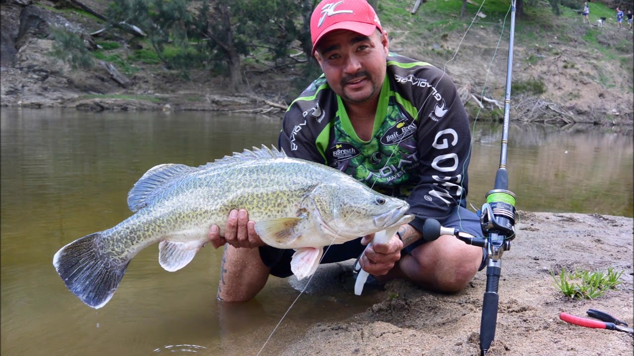 MURRAY COD FROM PRISTINE AUSSIE WATERWAYS - YouTube