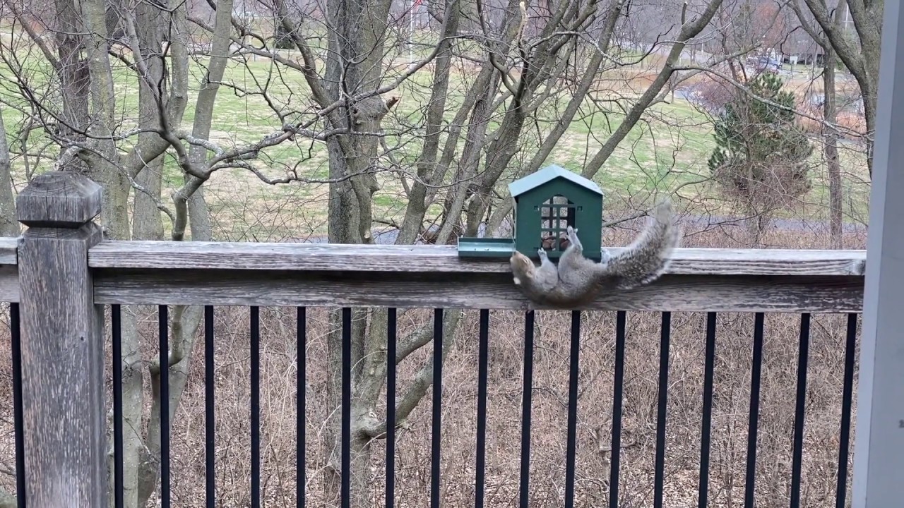 Erva Food Pantry Squirrel Feeder - YouTube