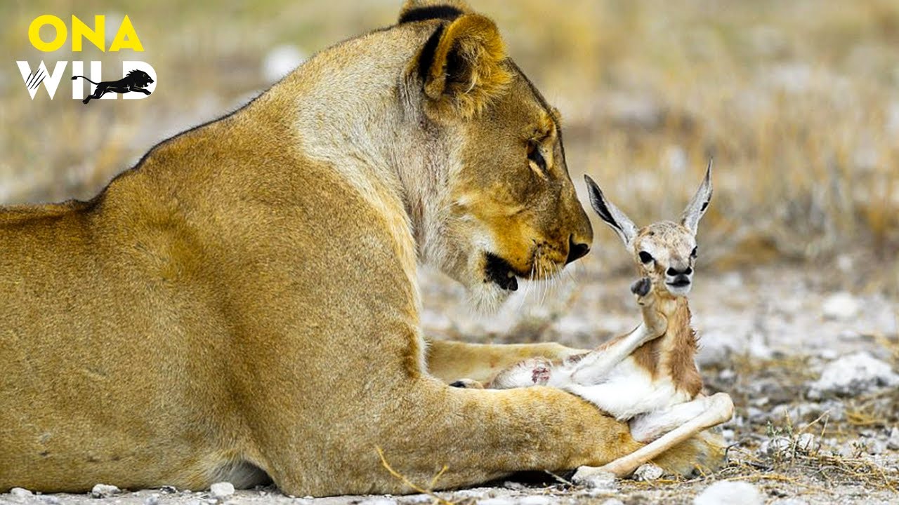WILD OKAVANGO | Entre o Orgulho e a Sombra | #AnimaisSelvagens - YouTube