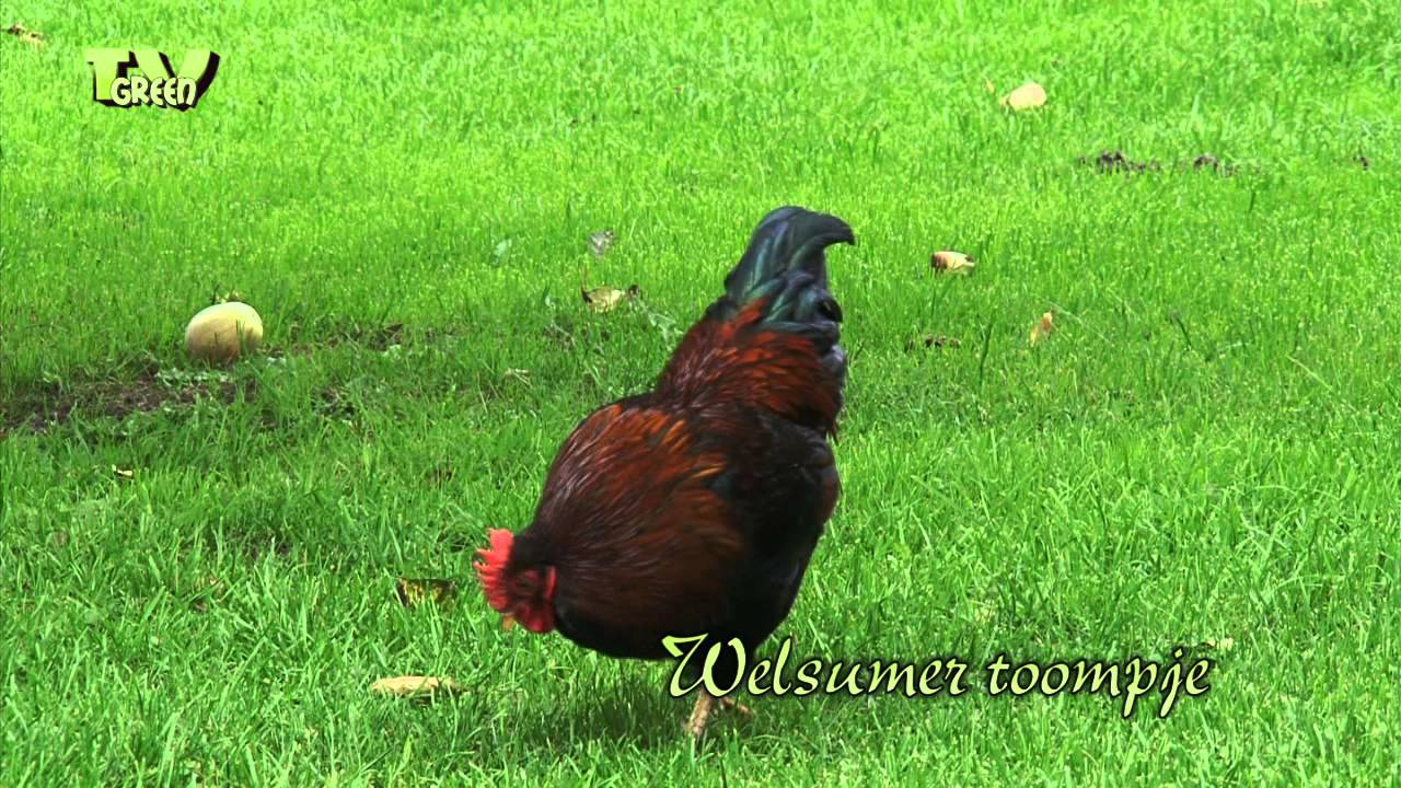 Wild Peers: Welsummer Toompje - YouTube