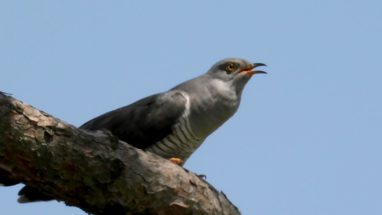 소나무 가지에서 우는 뻐꾸기 Common cuckoo singing on a pine branch | Cuculus ...