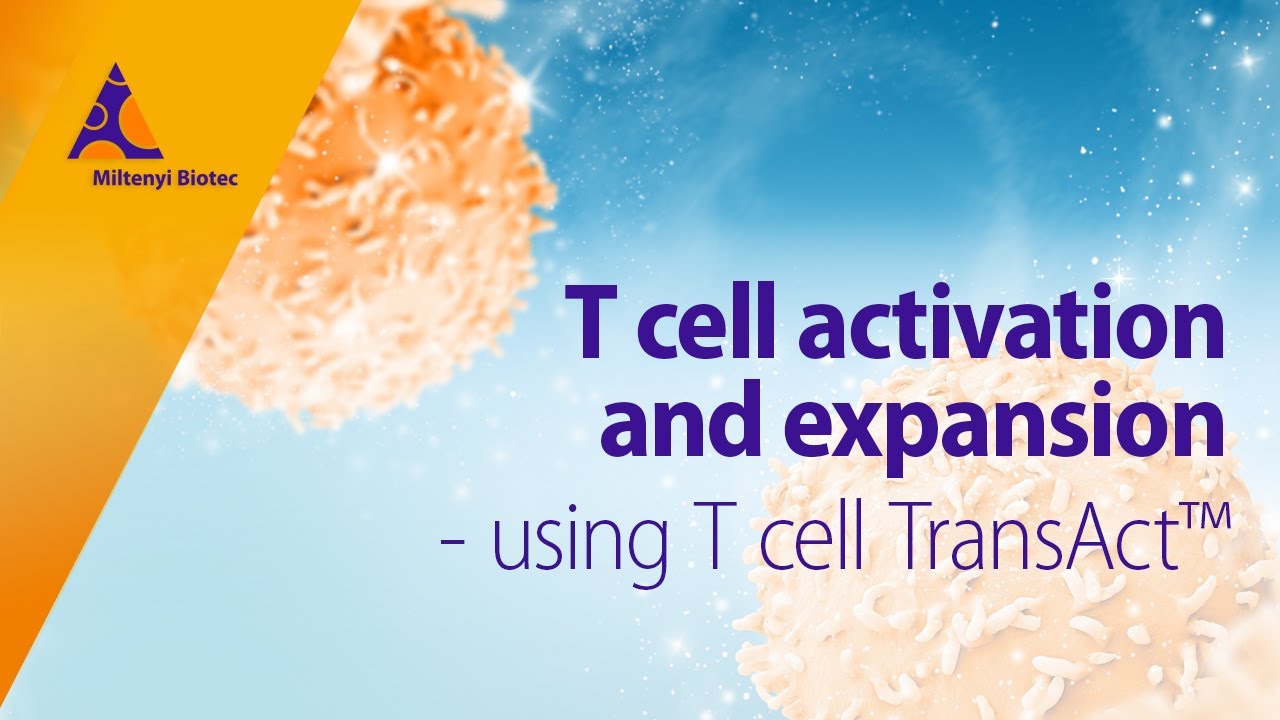 T cell activation and expansion – reliable and highly efficient using T ...
