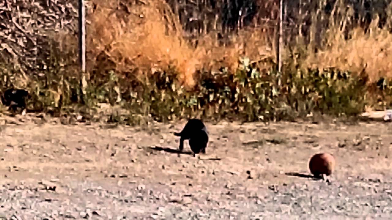 the new lebron james is a cat - YouTube