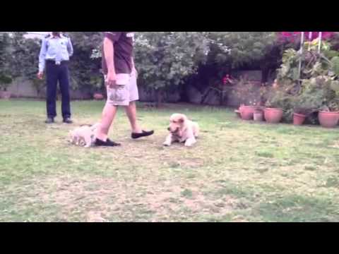 Jedi and Husky first hour - YouTube