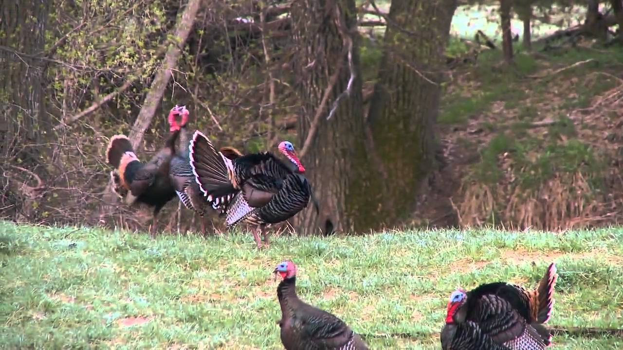 Turkey fight - YouTube