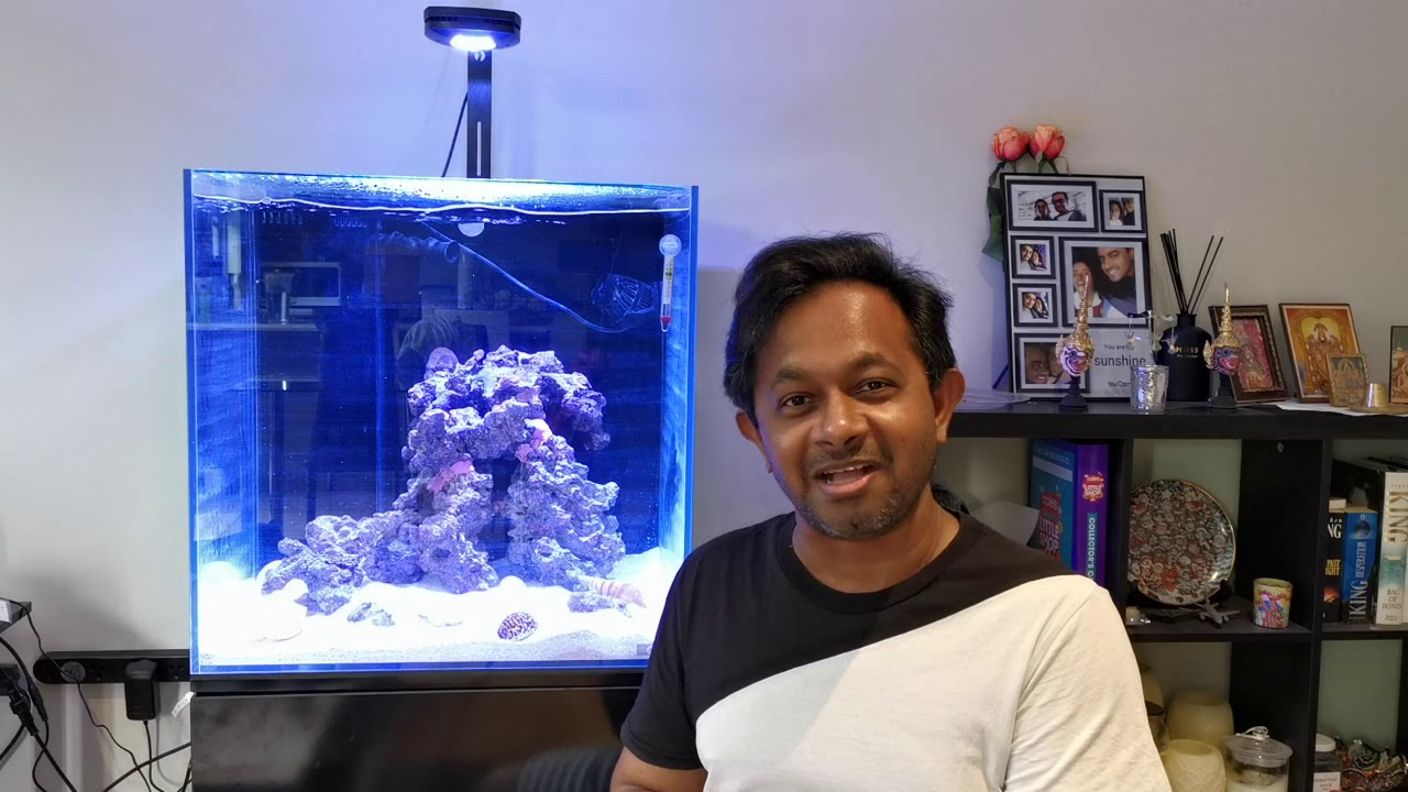 Aqua One minireef 150 - 3rd Week Update - Finally cycling has started ...