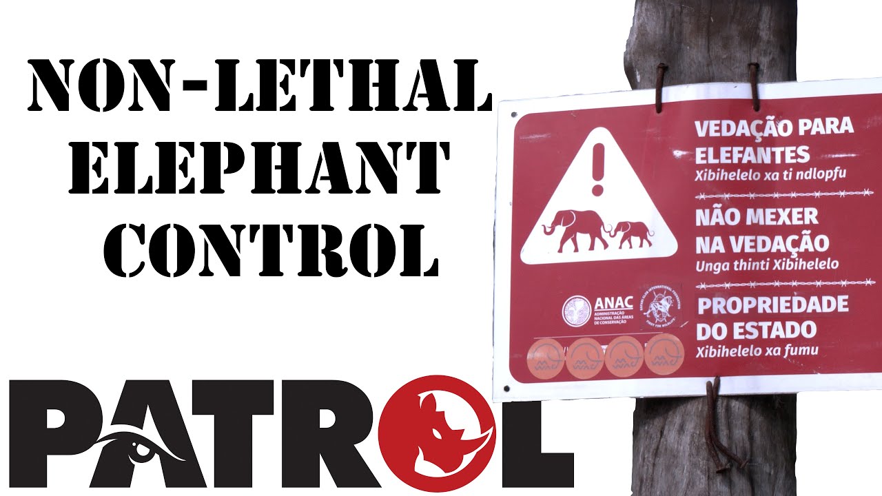 Non-lethal Elephant Control - YouTube