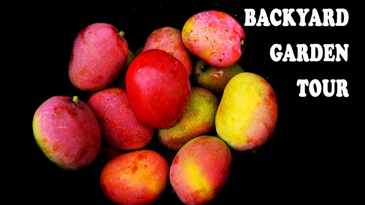 Fruit Trees in Cape Verde part-1. - YouTube