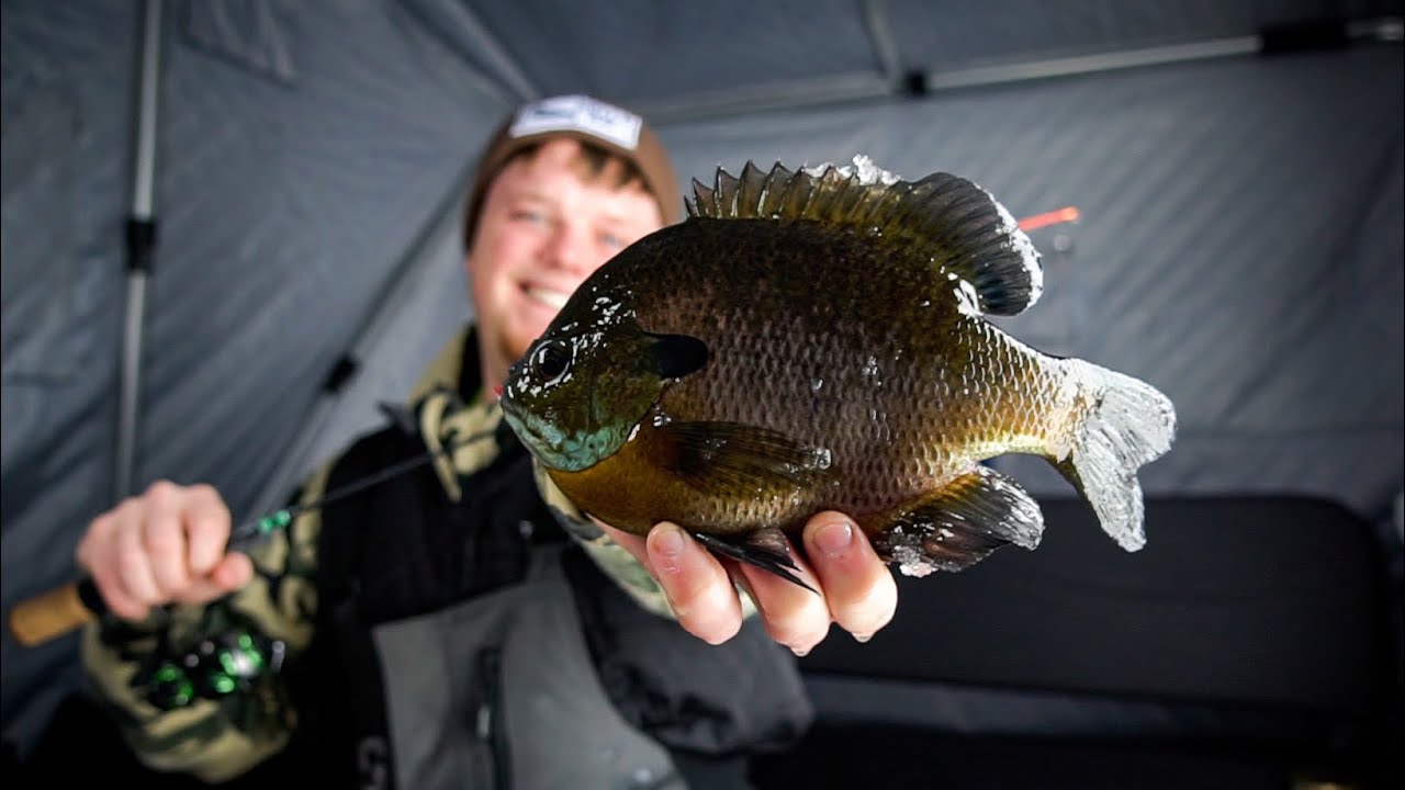 ICE FISHING For Giant Bull Bluegills On Mississippi Backwaters - YouTube