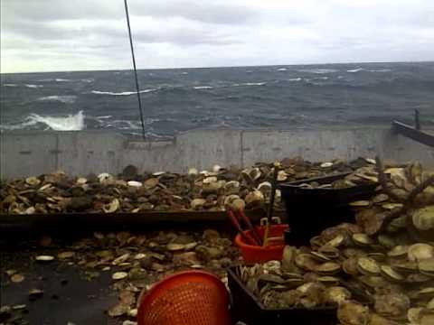 scallop dragging deck load of scallops - YouTube
