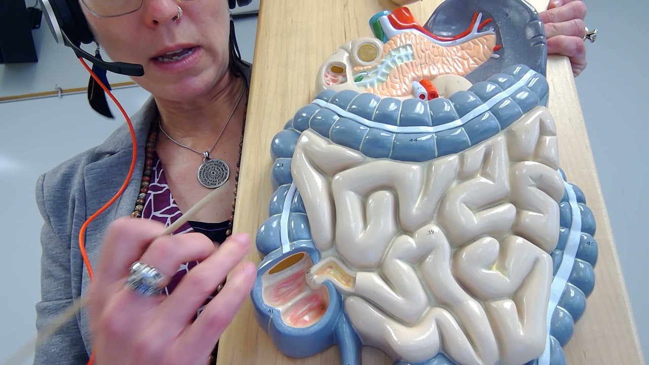 Biology 2020 Lab 10 Digestive System (Large Intestine) - YouTube