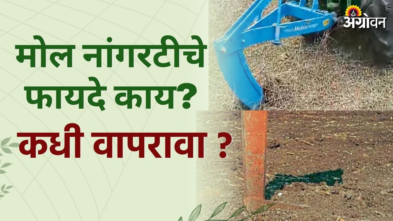 Mol Nangar: मोल नांगरटीमुळे जमिनीचा घट्ट थर फोडणे, खोलवर मशागत, वाफसा ...