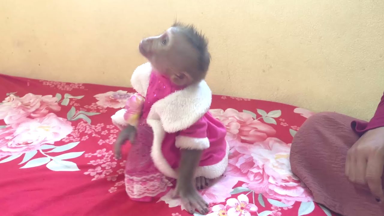 Baby Cute Monkey Attitude, Most Cute Baby Video, Adored Baby Jessa To ...
