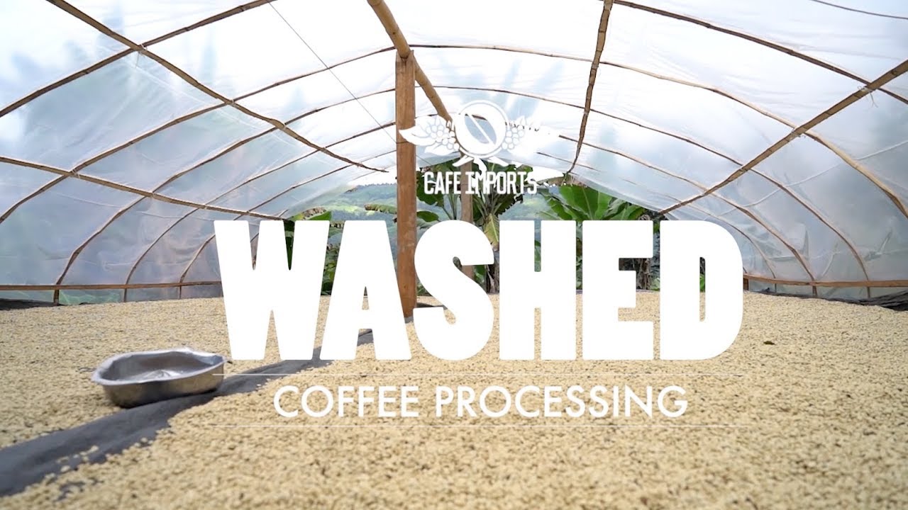 Washed Coffee Processing - YouTube