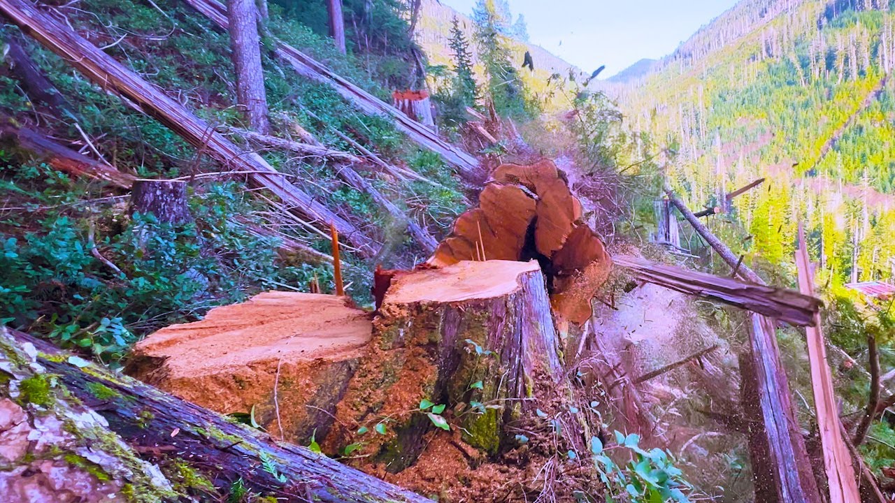 29. Heli-Falling in the Mountains | Twisted Trees and a Widowmaker ...