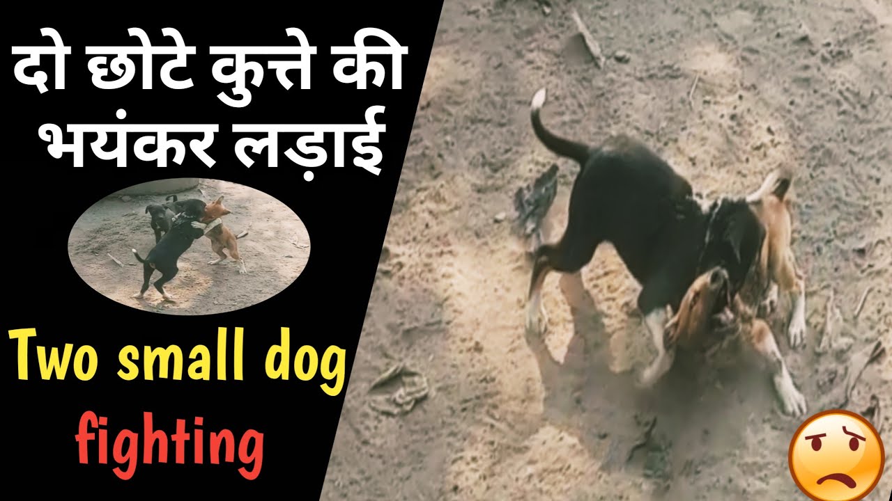 दो छोटे कुत्ते की भयंकर लड़ाई।। Two small dog fighting//Dog fight 😕 ...
