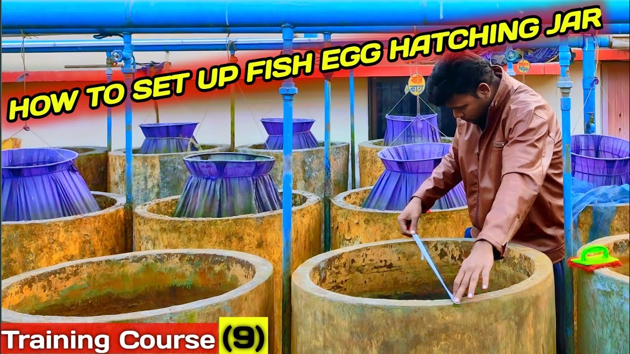 How to set up a fish egg hatching jar / tank Kaise banaen jata hai ...