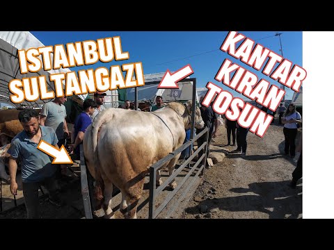İSTANBUL SULTANGAZİ KURBAN PAZARI