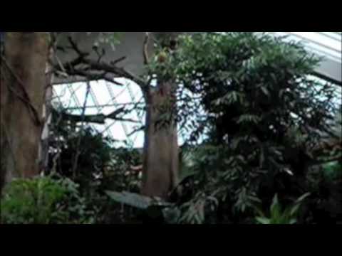 the gay penguins from "And Tango Makes Three" & my private Central Park ...