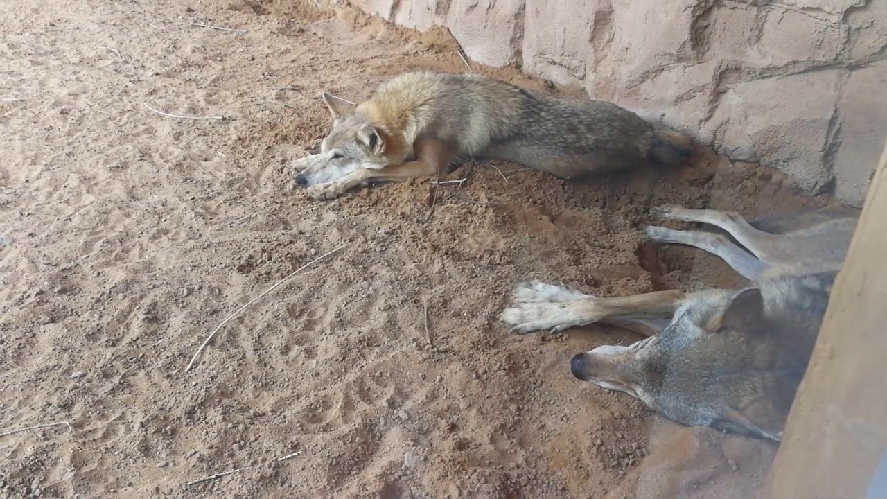 Arabian Wolf at Arabia's Wildlife Centre Sharjah 28.04.2018 - YouTube