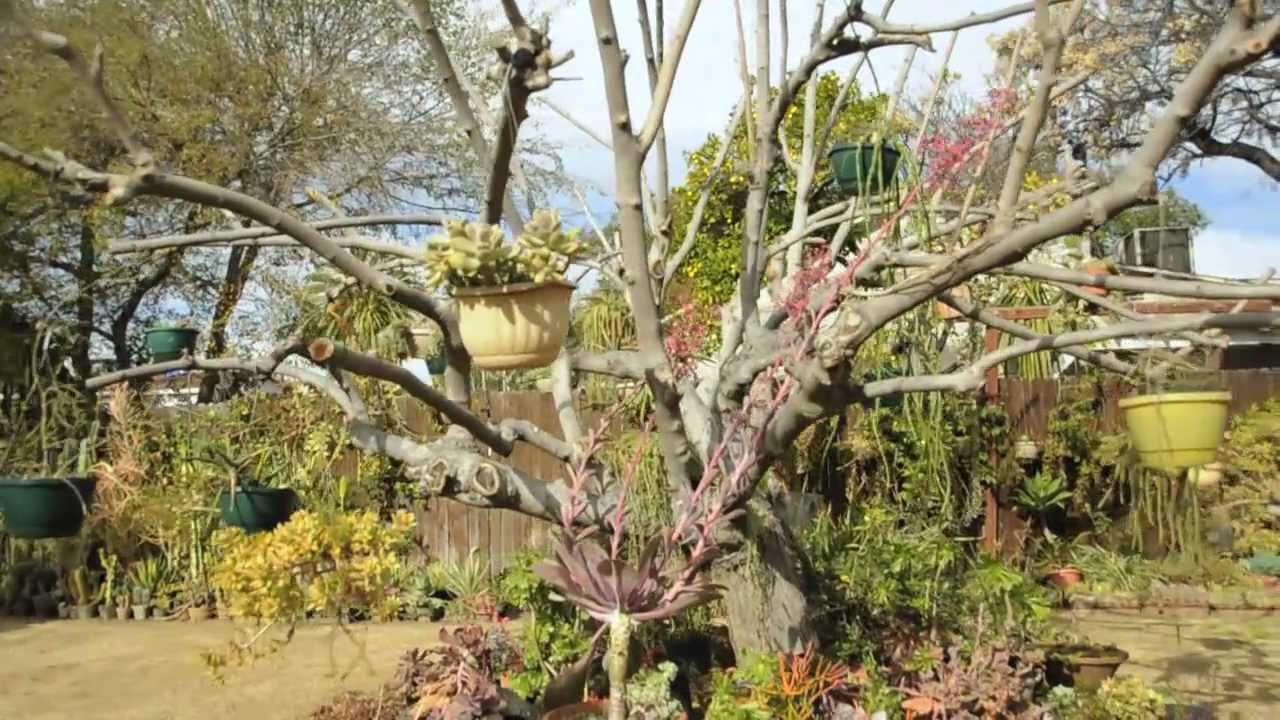 Oscar's Cactus Paradise - YouTube